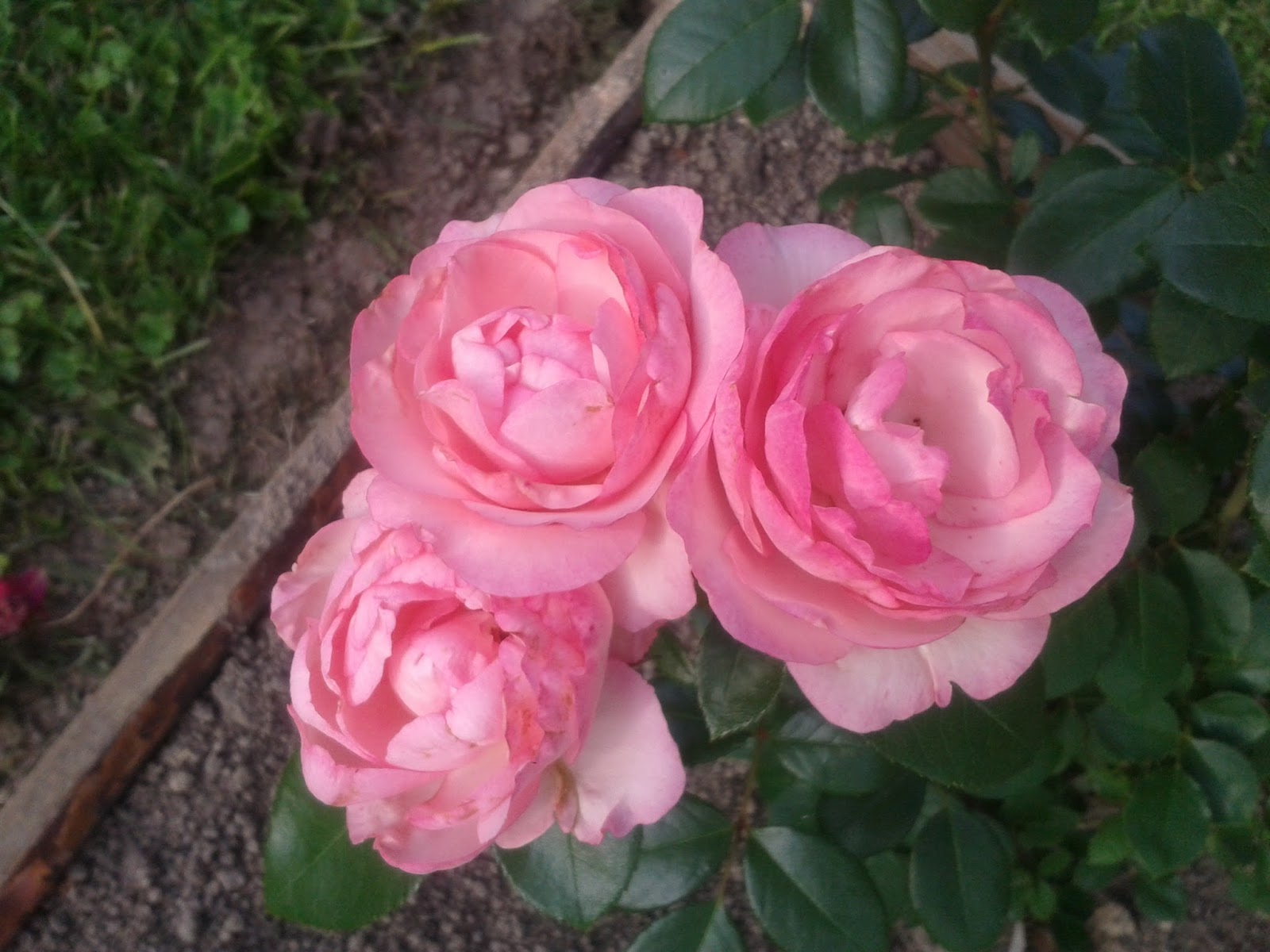 Ranczo Elma: Róża (Rosa) Mini Eden Rose