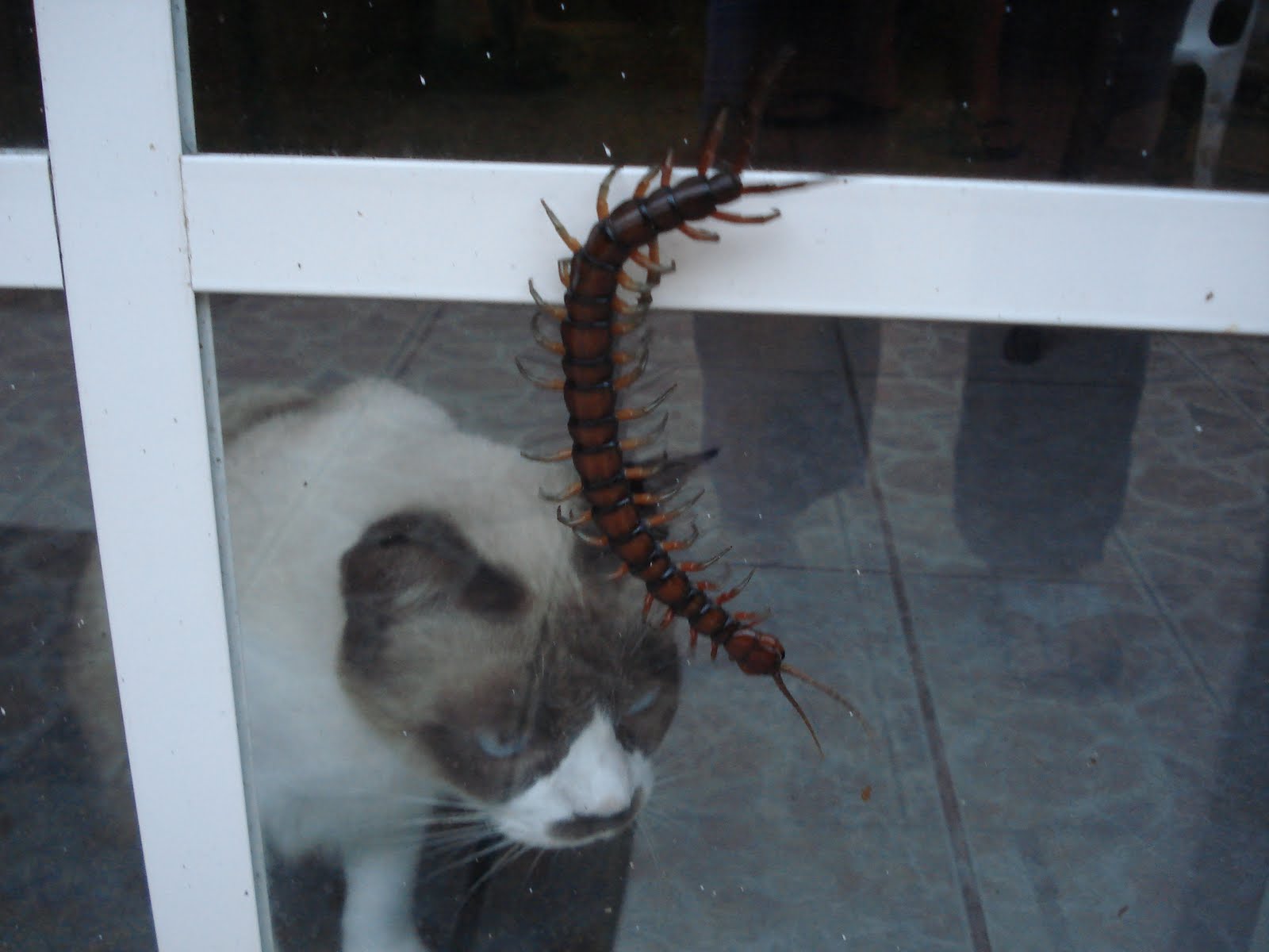 What's New at Pacific Islands University on Guam?