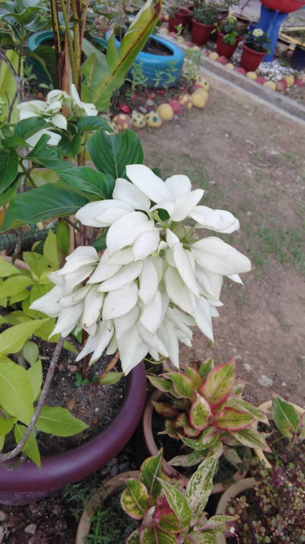Bunga janda kaya (Mussaenda erythrophylla)