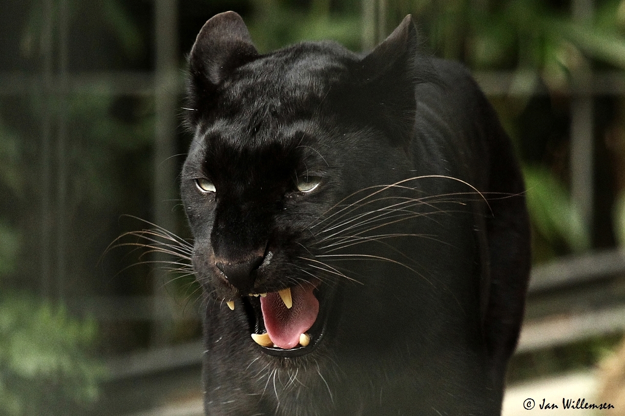 Jan Willemsen Fotografie: ZOO Wuppertal (Germany)