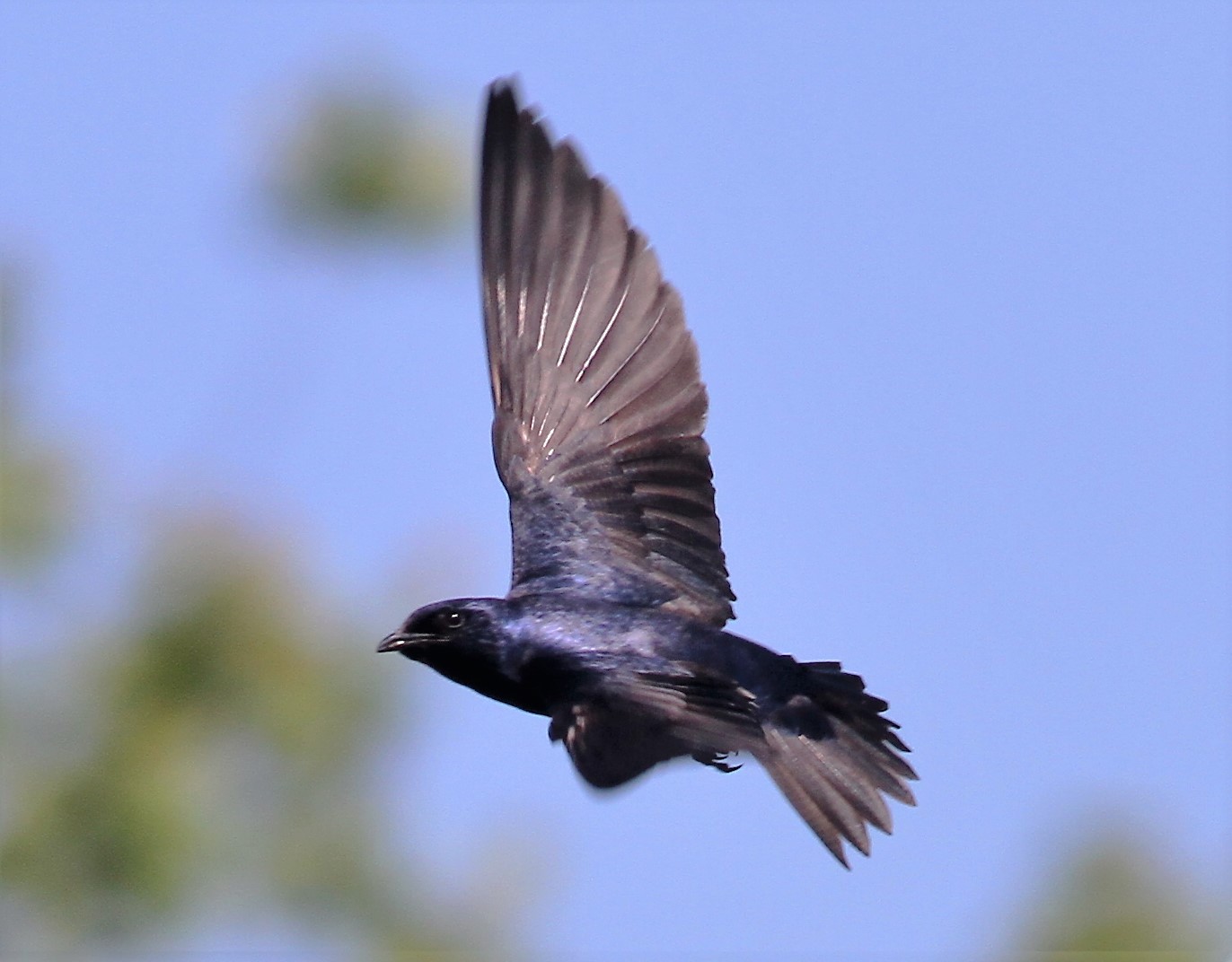 Paul's US Birding Blog: Purple Martin colony, Ulster County - 22nd June