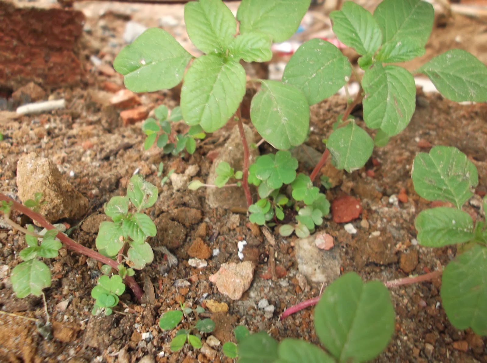 PRONTO, FALEI! : O CARURU. ERVAS COMESTÍVEIS E MEDICINAIS ENCONTRADAS ...