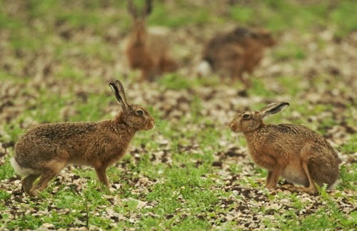 A Day In the Life of a Wildlife Artist: A Good Hare Day