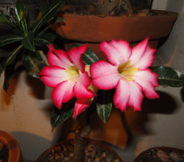 Mis Plantas - My plants: ADENIUM OBESUM - ROSA DEL DESIERTO - Desert Rose