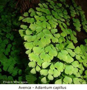 Ademar Santana: A avenca