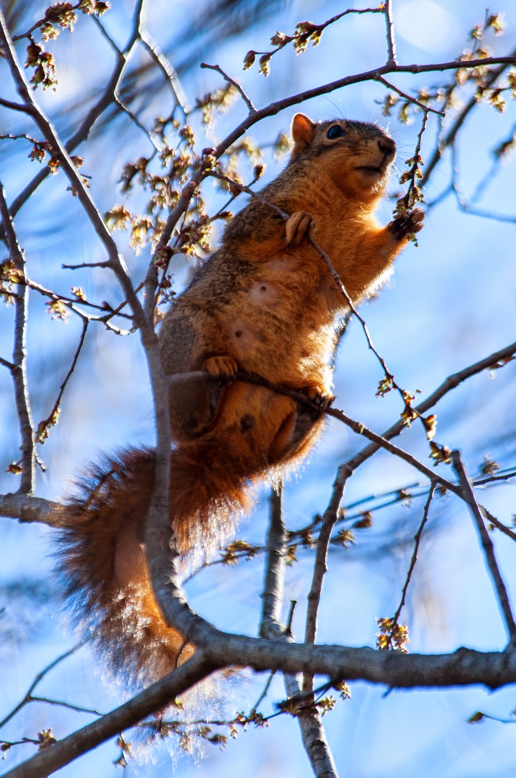 A Tree Falling: Colleyville Nature Center: February 2015