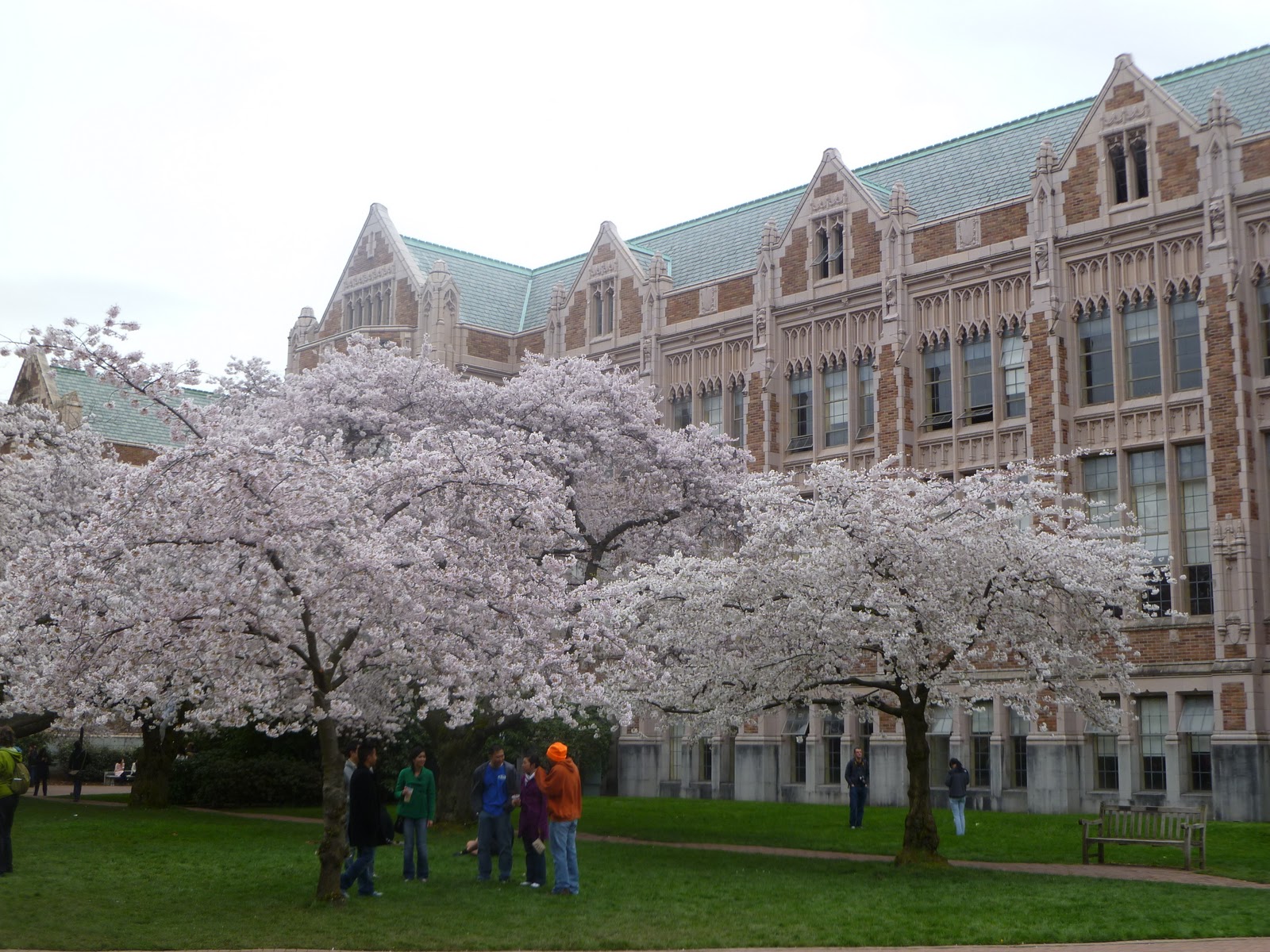 Journeys Far and Wide: Cherry Blossoms at the UW Campus