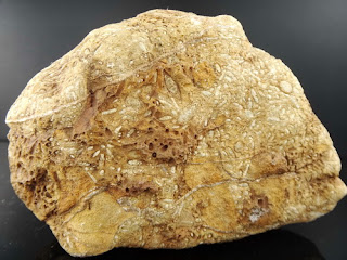 FUSULINIDS FOSSIL ~ Rare Stone & Good Amulet