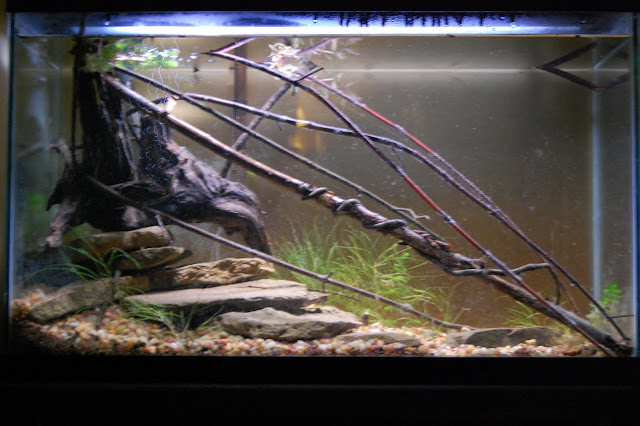 Aquascaping Art: American River Bank Tank