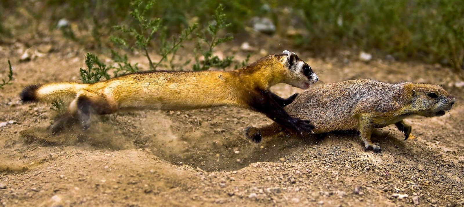 BIO 227:2: Black-Footed Ferret Recovery Plan
