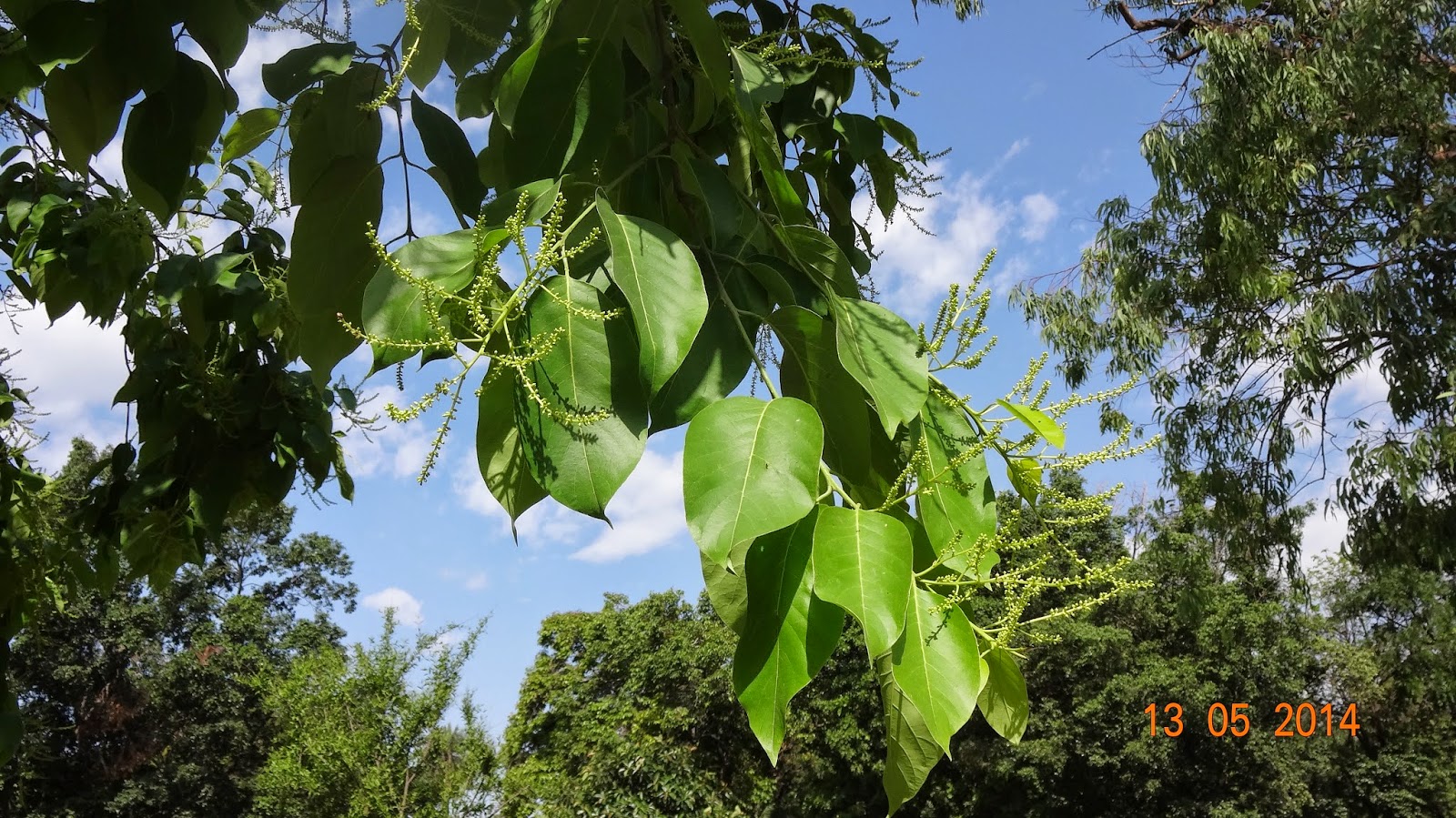 Plants of Lahore - Pakistan: Terminalia chebula- Hareer Tree