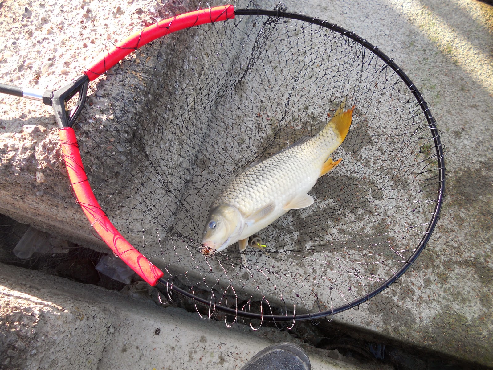 CUADERNO DE PESCA: EL FEEDER Y EL METODO NUNCA FALLAN