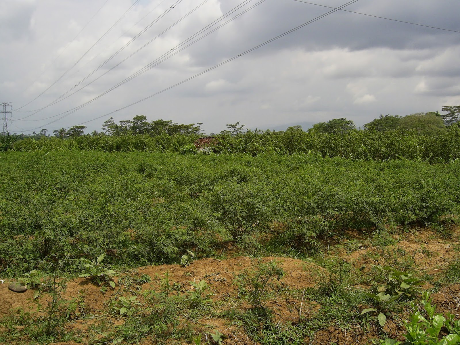 Endah Murniyati's Journey: MELATI GAMBIR - PART 1