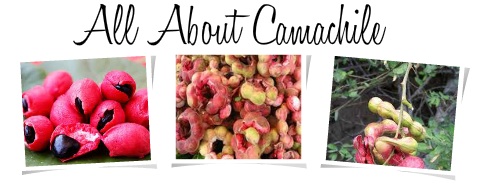 All About the Manila Tamarind - THE BEST INVIRONMENT