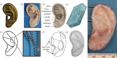 Artificial Ear that Looks and Works Just Like the Real Thing - Stunning ...