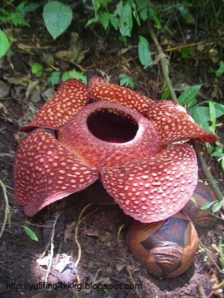 Beau_Dy's Apprentice ;)...: BUNGA RAFFLESIA // Bunga Pakma // Bunga ...