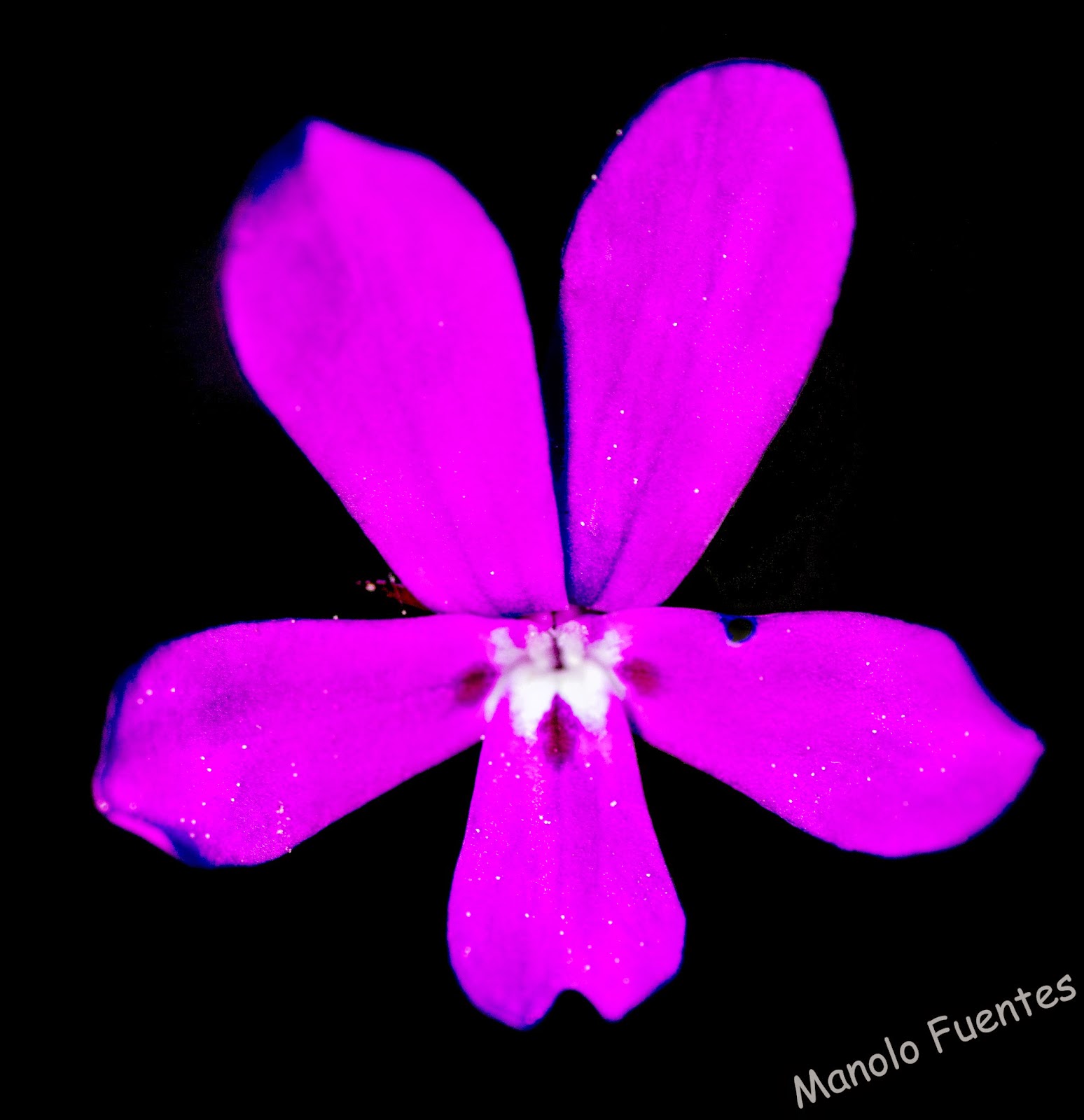 Plantas vasculares de Andalucía: Violaceae
