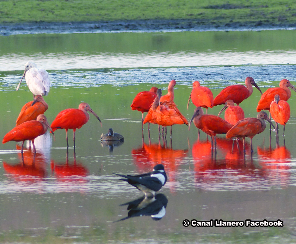 Canal Llanero : LA COROCORA - IBIS ESCARLATA - GARZA ROJA