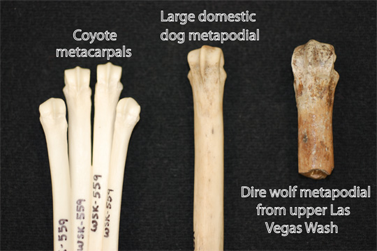 White Wolf : Researchers Find First Evidence of Ice Age Wolves in Nevada