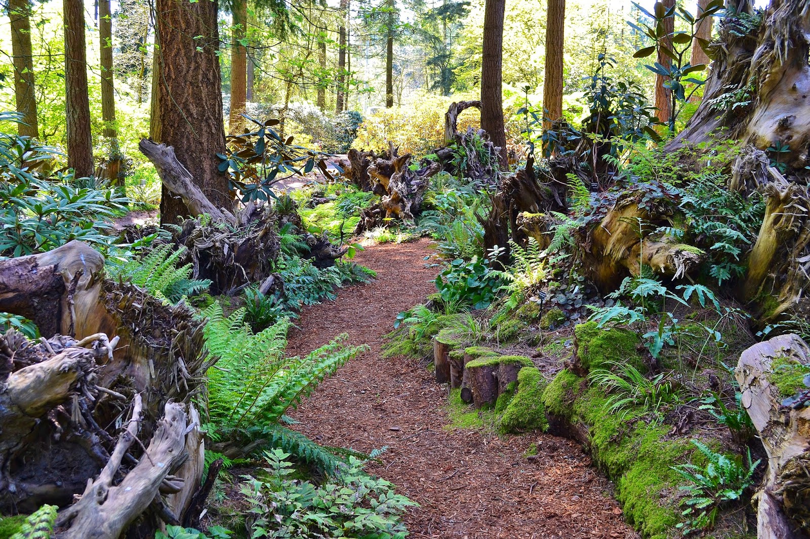 Linda Letters:: Rhododendron Species Foundation Botanical Garden