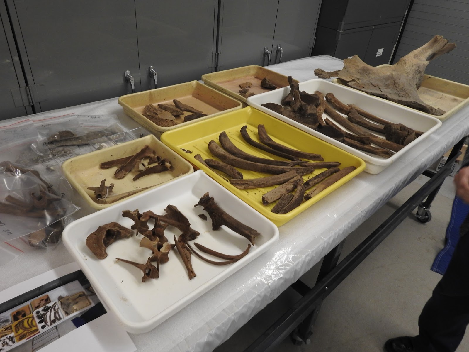 BONE ROOMS: January 2018