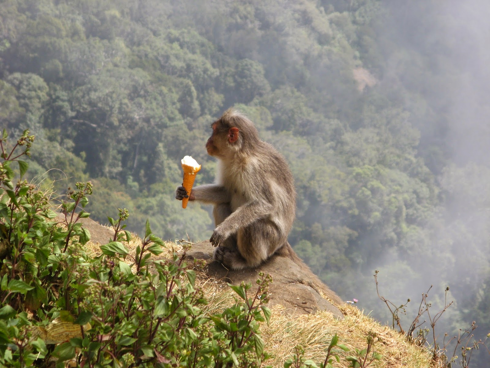TRAVELS (and more) WITH CECILIA BRAINARD: Travel: Monkeys and Growing ...