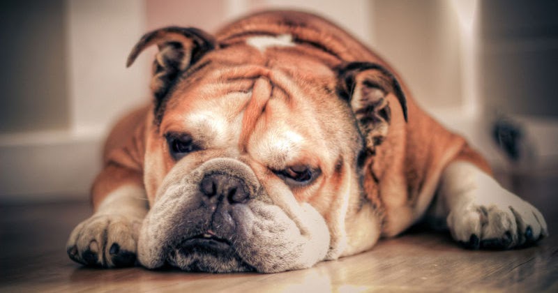 12 Top Ranked Dogs By Breed