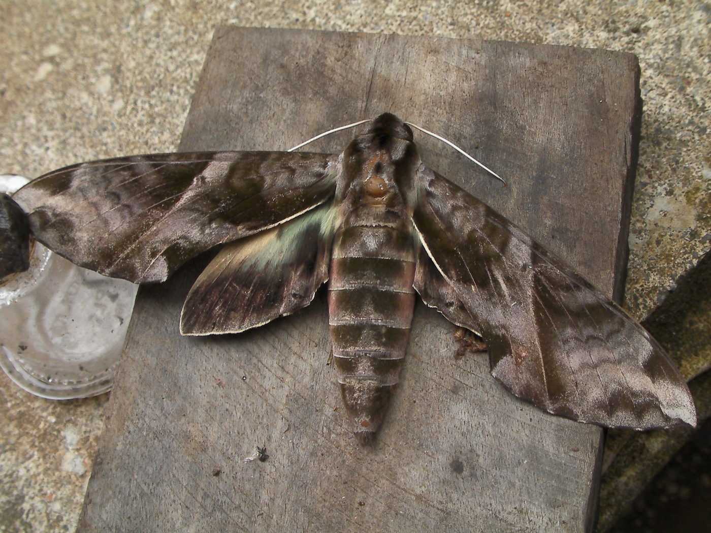 Quaoar Power Zoo: Sphinx Moth of Costa Rica - Eumorpha anchemolus