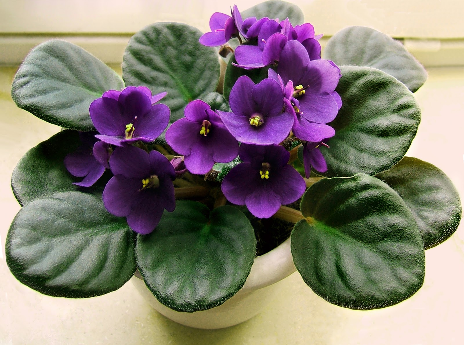 Saintpaulia (African Violet) - Flowers