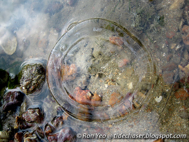 tHE tiDE cHAsER: Hydrozoans (Phylum Cnidaria: Class Hydrozoa) of Singapore