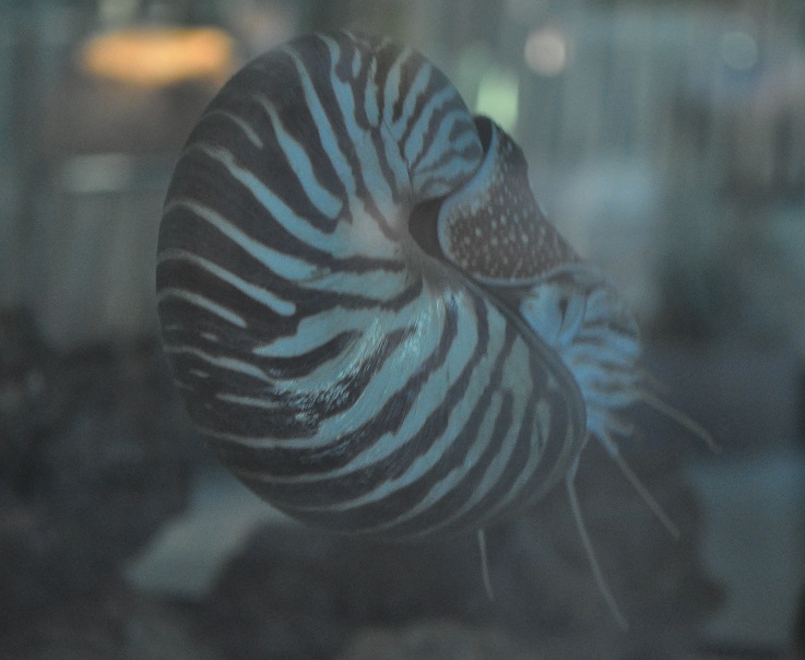 ZOOTOGRAFIANDO (6.100 ANIMALS): NAUTILO / NAUTILUS (Nautilus pompilius)
