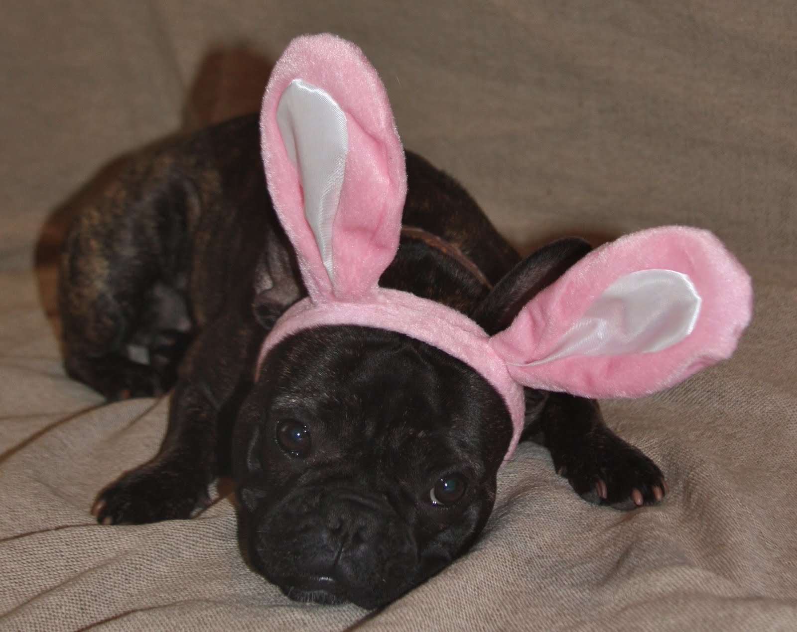 Brutus the Frenchie (& Carmen too): Easter Frenchies