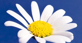 Psicologia Escolar - Talita Felipe: O aparecimento da margarida!!!