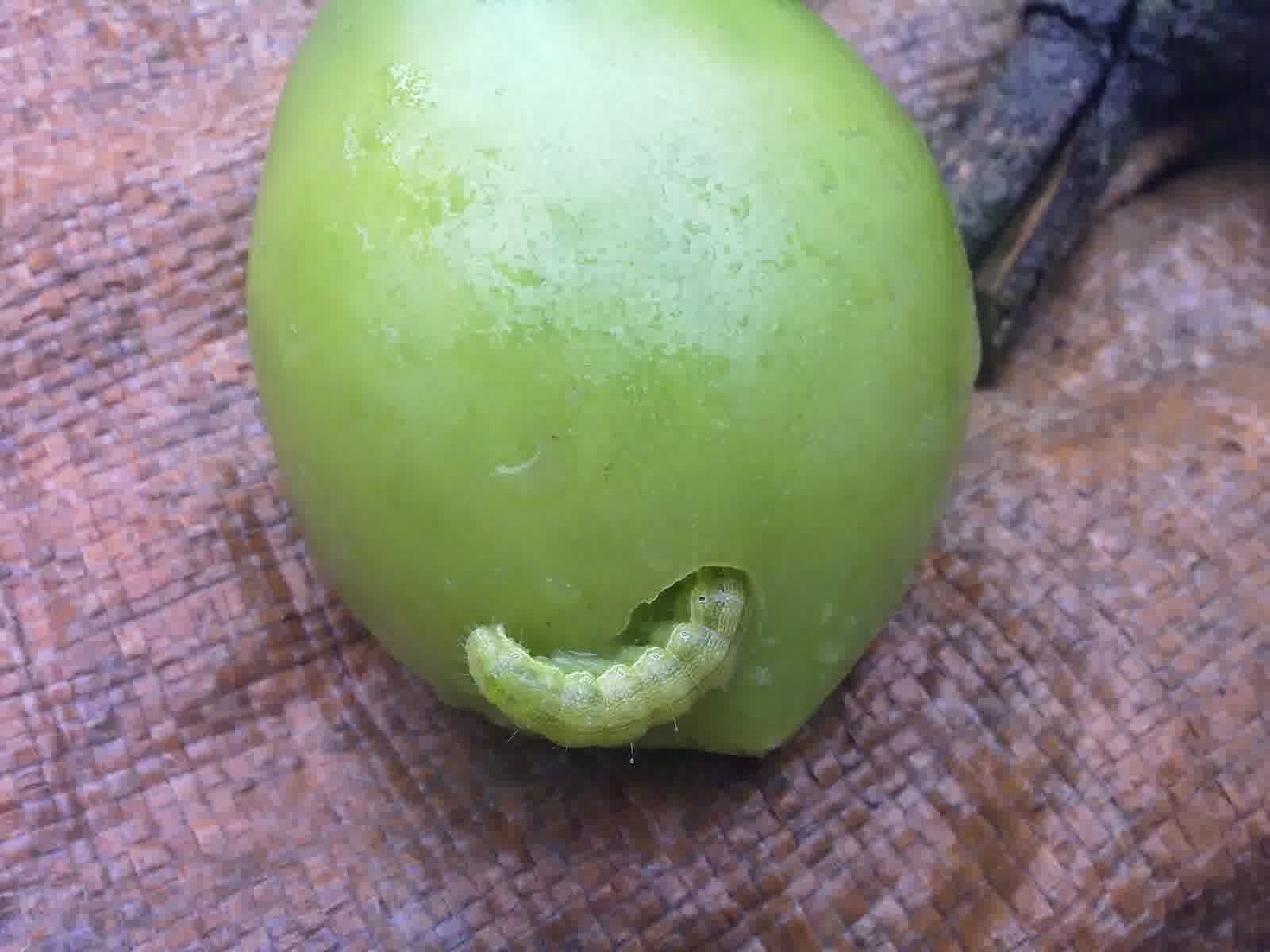 MENGATASI HAMA TANAMAN CABE | Blog Pupuk Organik Nasa