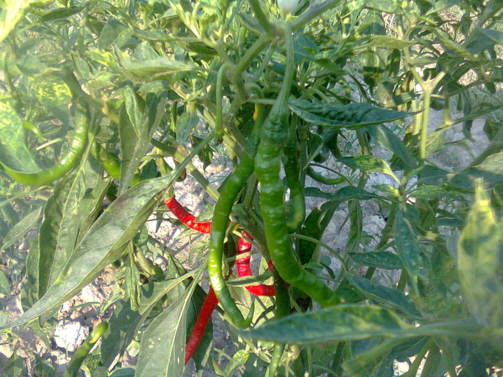 Perempelan: Cara Mempercepat Waktu Panen Cabe Supaya Berbuah Lebat ...