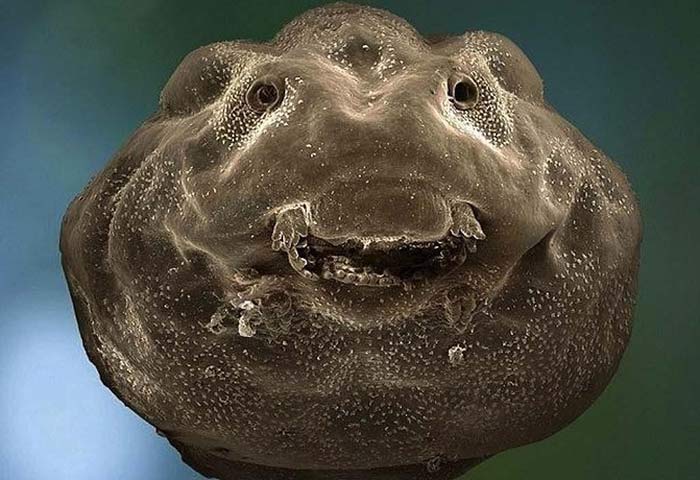 15 amazing creatures that can not be seen without a microscope