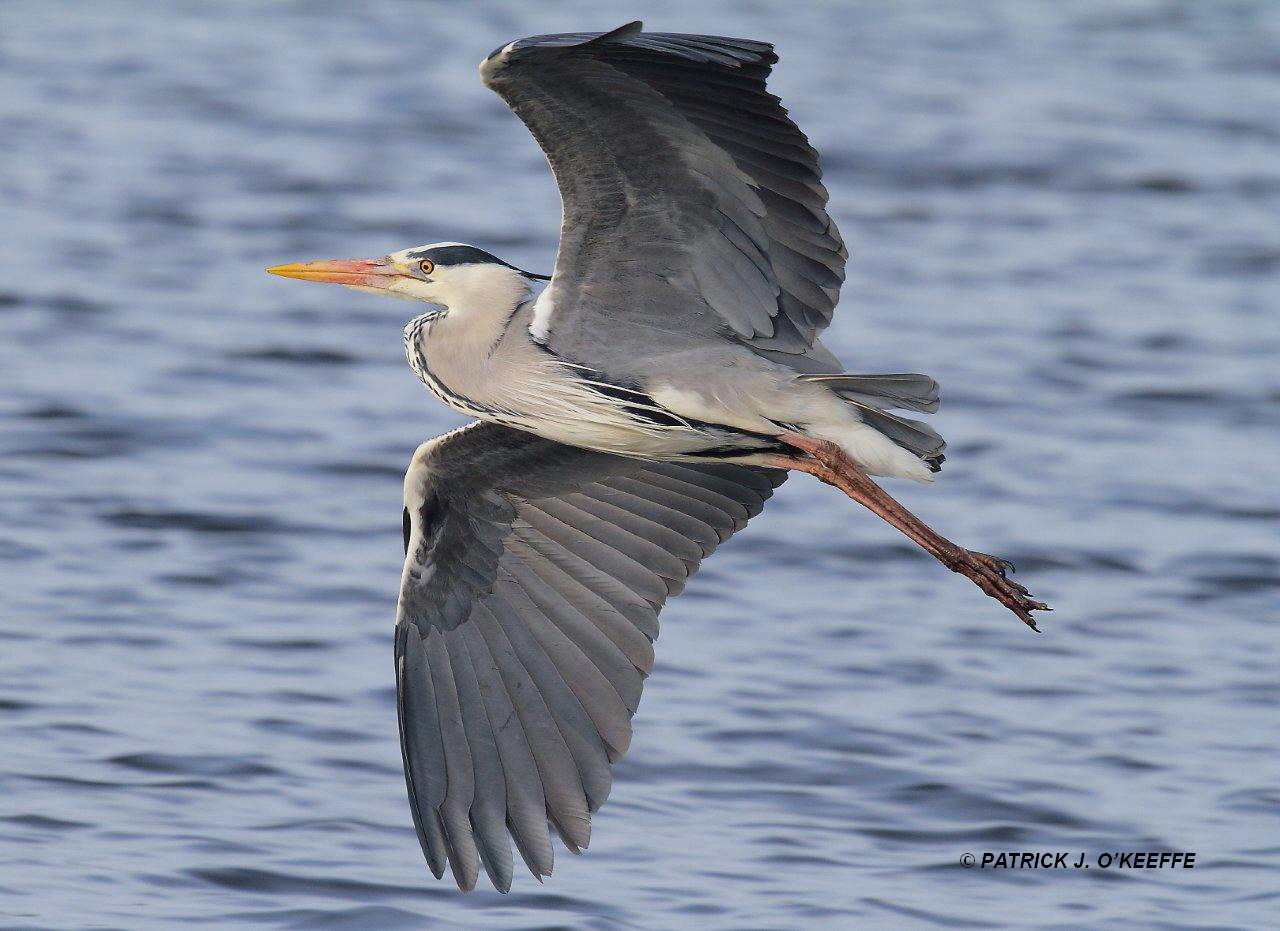 Raw Birds: herons