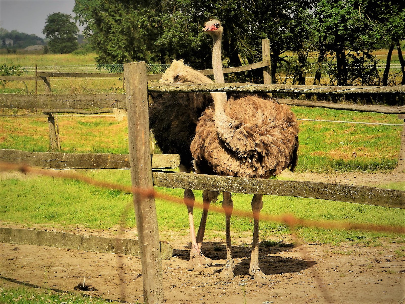 WWW Wiersze Wycieczki Wspomnienia: Puszcza Niepołomicka - szlaki, żubry ...