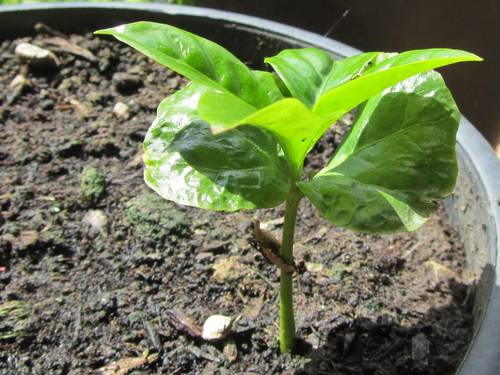 Dove Cresce la Pianta del Caffè (Coffea arabica o Coffea canephora ...