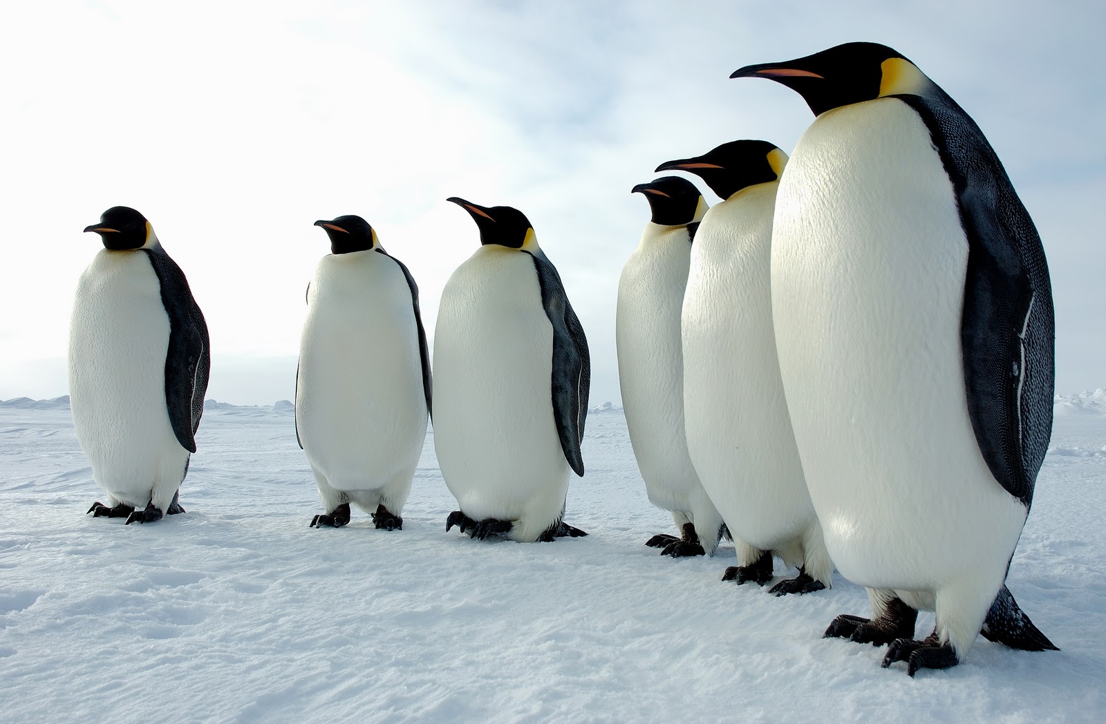 INTERESTING FACTS ABOUT PENGUINS