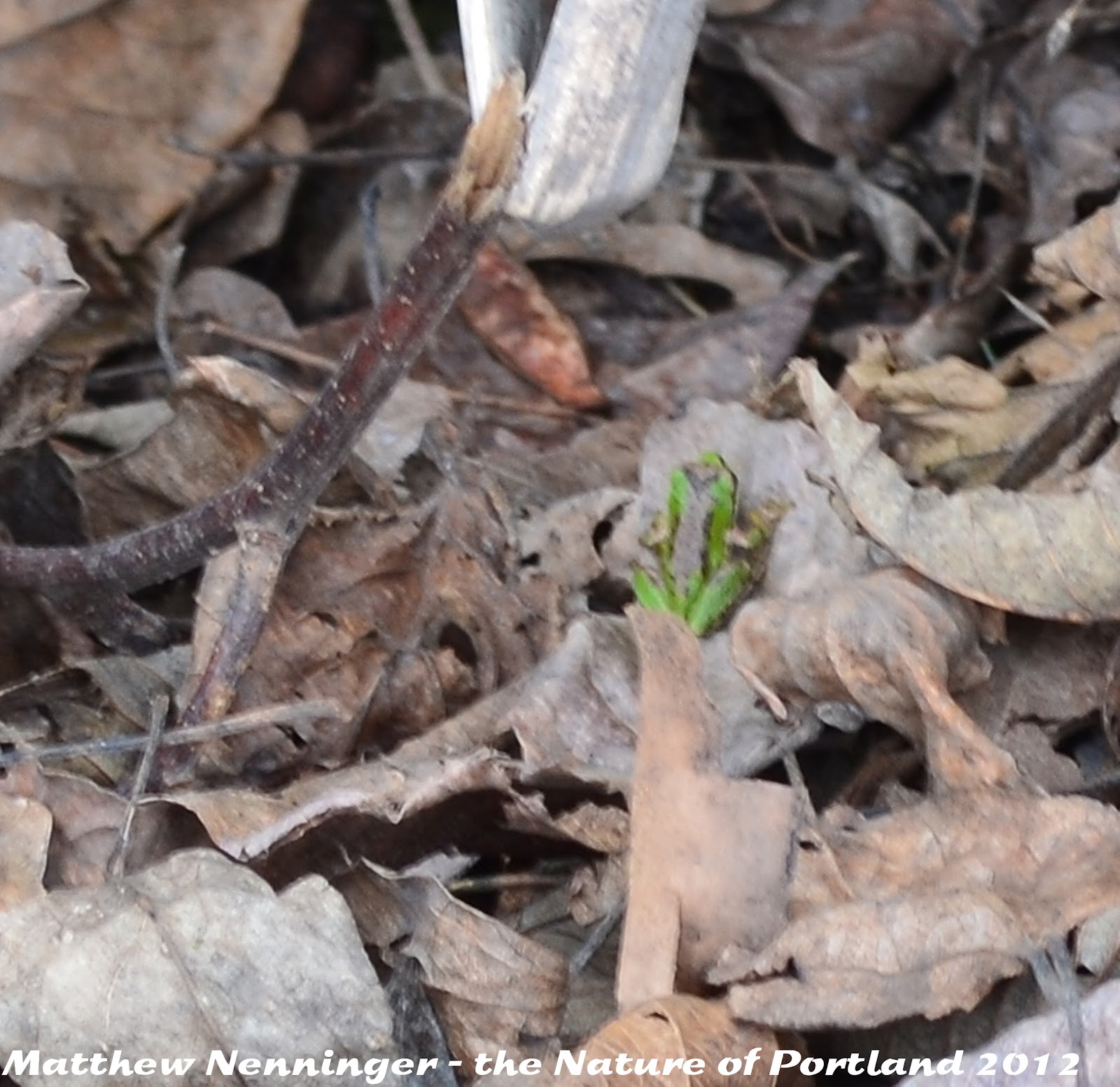 the Nature of Portland: Busy, Busy Beavers (and Frog)