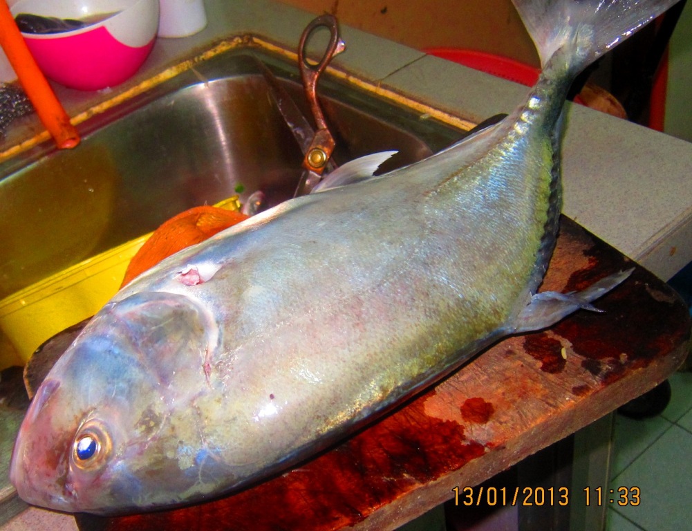 jom pancing lepak tepi laut: Ikan nyok nyok 2 kilo.