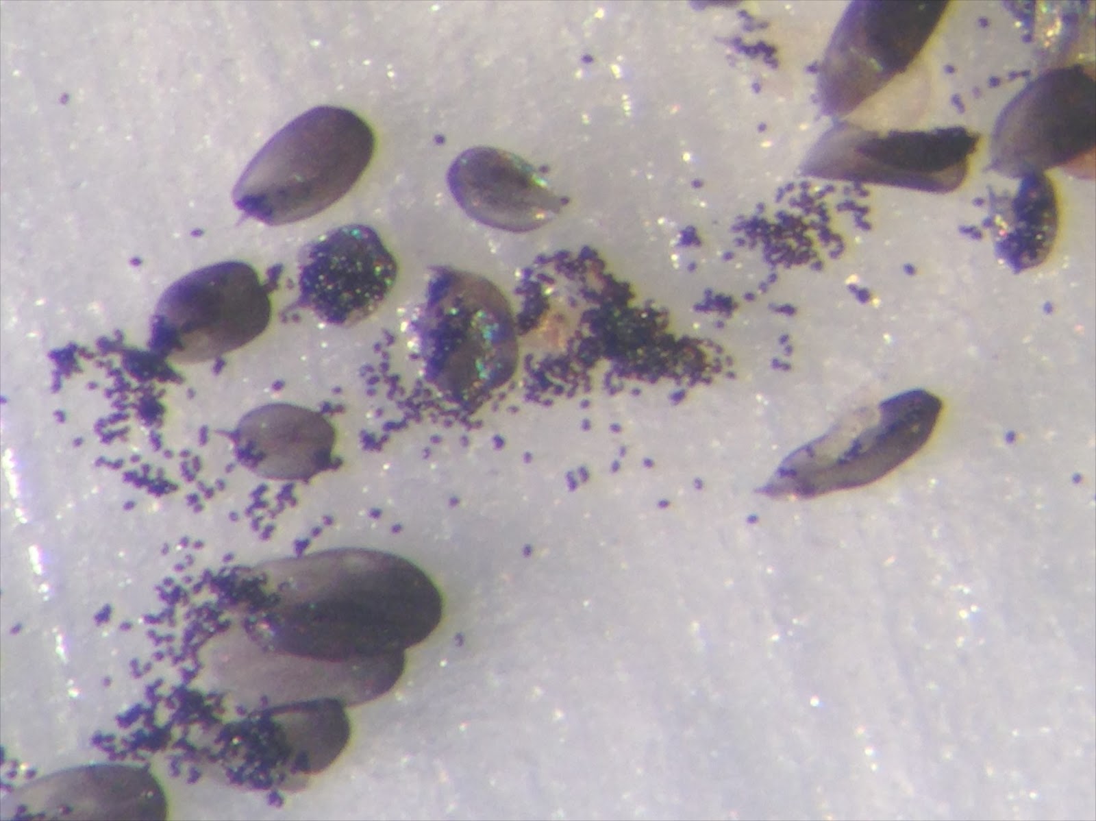 Archie's Garden: Scary Things: the OE Plague