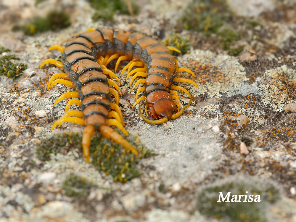 Miradas Cantábricas: Escolopendra (Scolopendra cingulata)