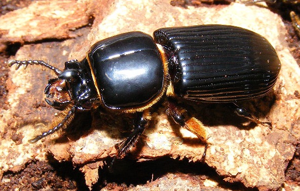 Bess Beetle - Insects World