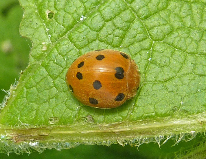 Bryony Ladybird