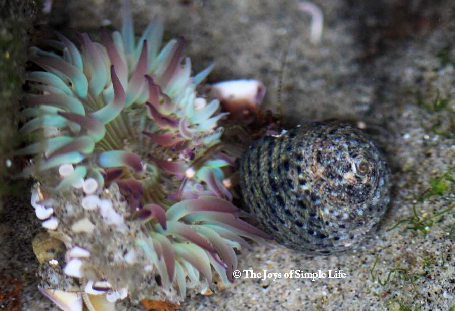 The Joys of Simple Life: Sea Star and Anemone