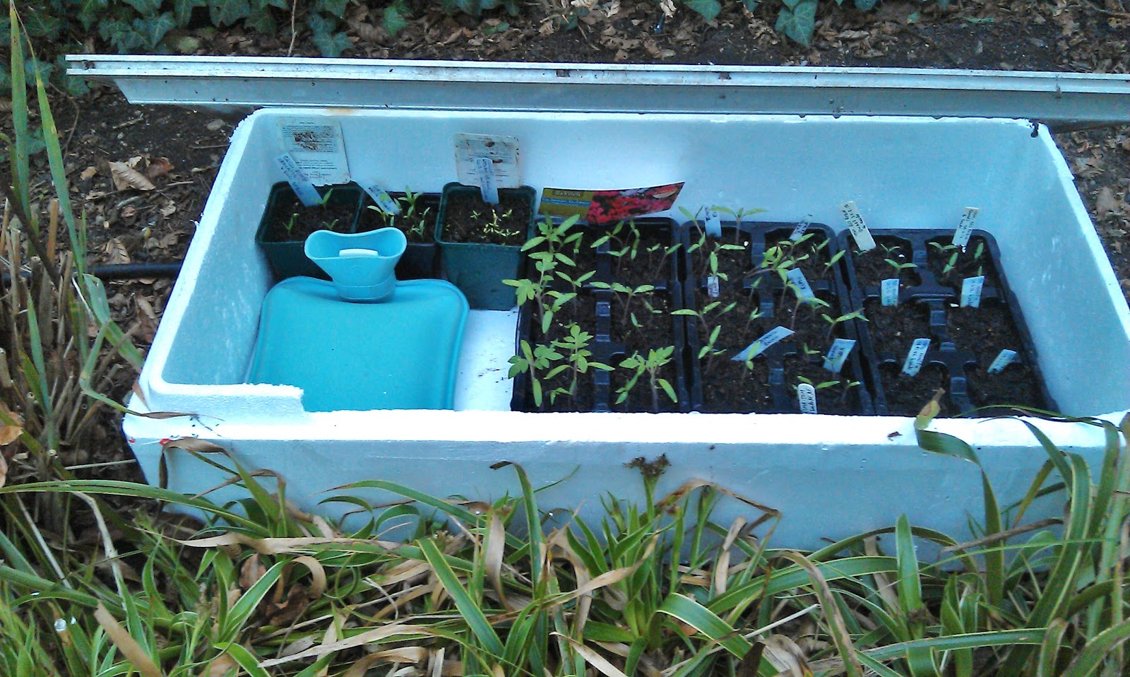 Nailsworth Gardener: Home Made Propagator