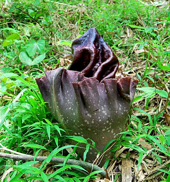 Elephant Yam or Pongapong flower