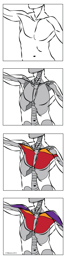 Paint Draw Paint, with Ross Bowns: Anatomy Basics: The chest muscle